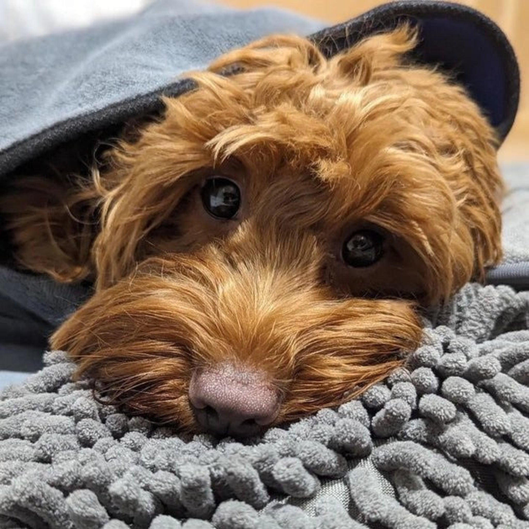 Shop All Dog Accessories – RSPCA Shop