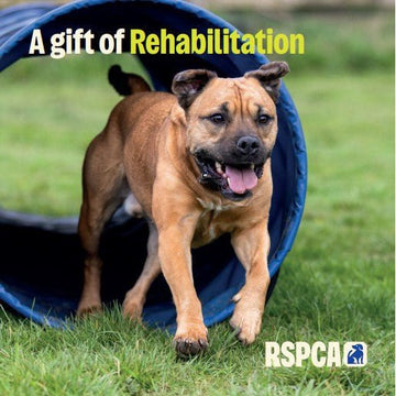 RSPCA Gifts and Merchandise – RSPCA Shop