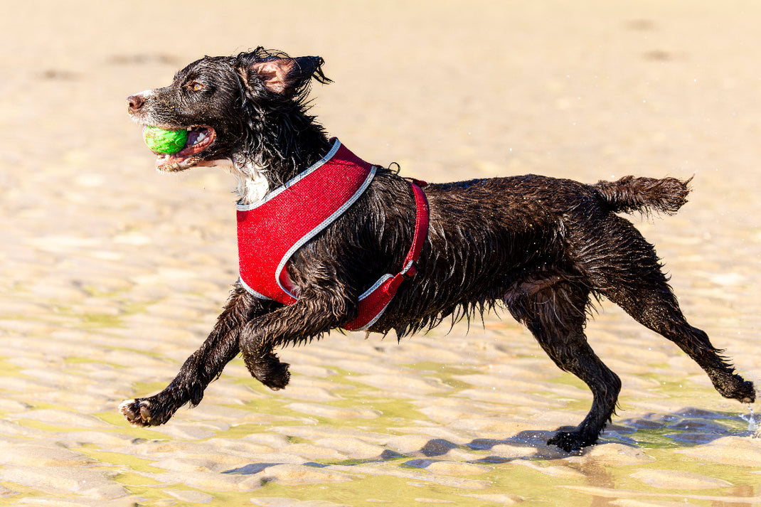 RSPCA Shop | Gifts you'll love