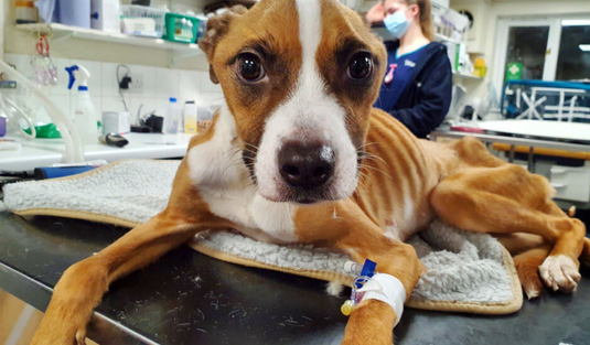 RSPCA Shop | Gifts you'll love