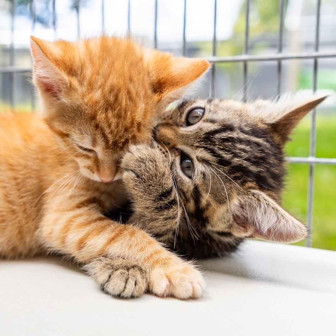 RSPCA Shop | Gifts you'll love