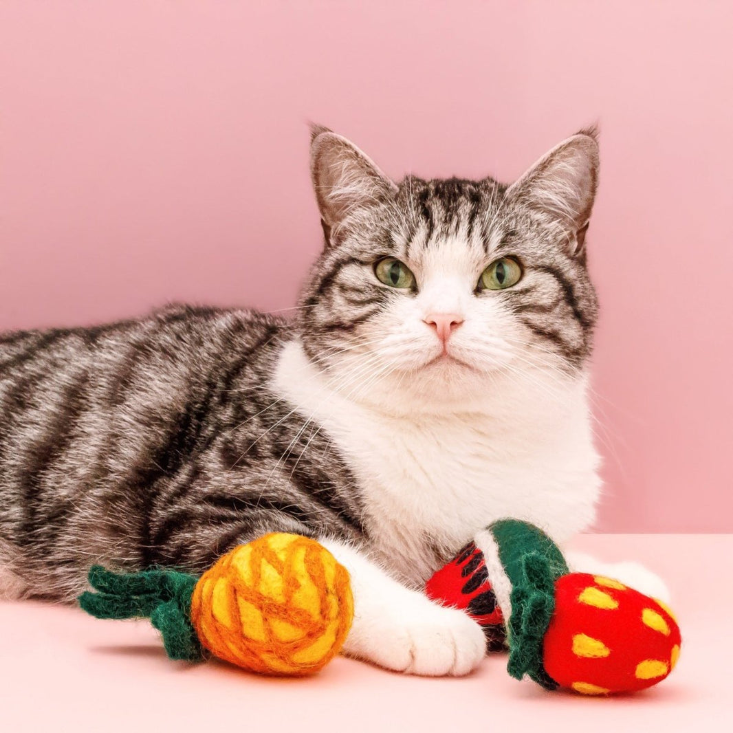 Pet Toys & Accessories – RSPCA Shop