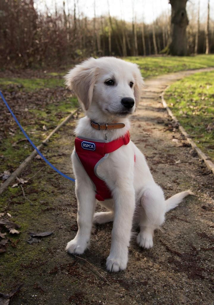Car Safety and Walking Harness for Dogs – RSPCA Shop