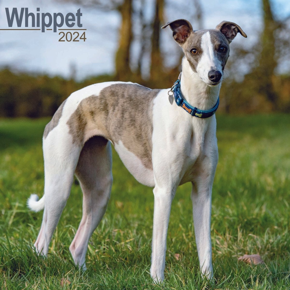 Blue And White Whippet